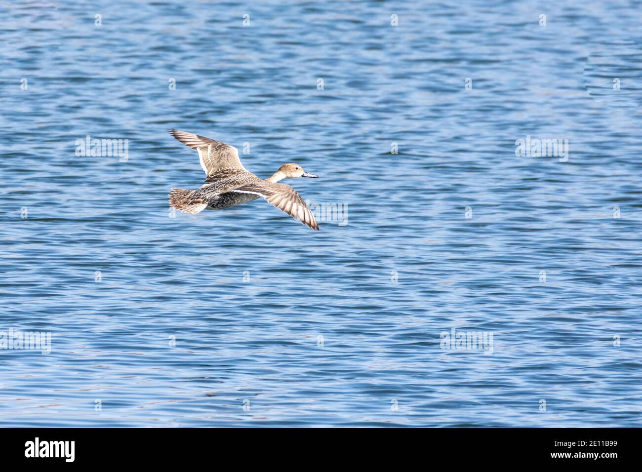 Flying ducks art hi-res stock photography and images - Alamy