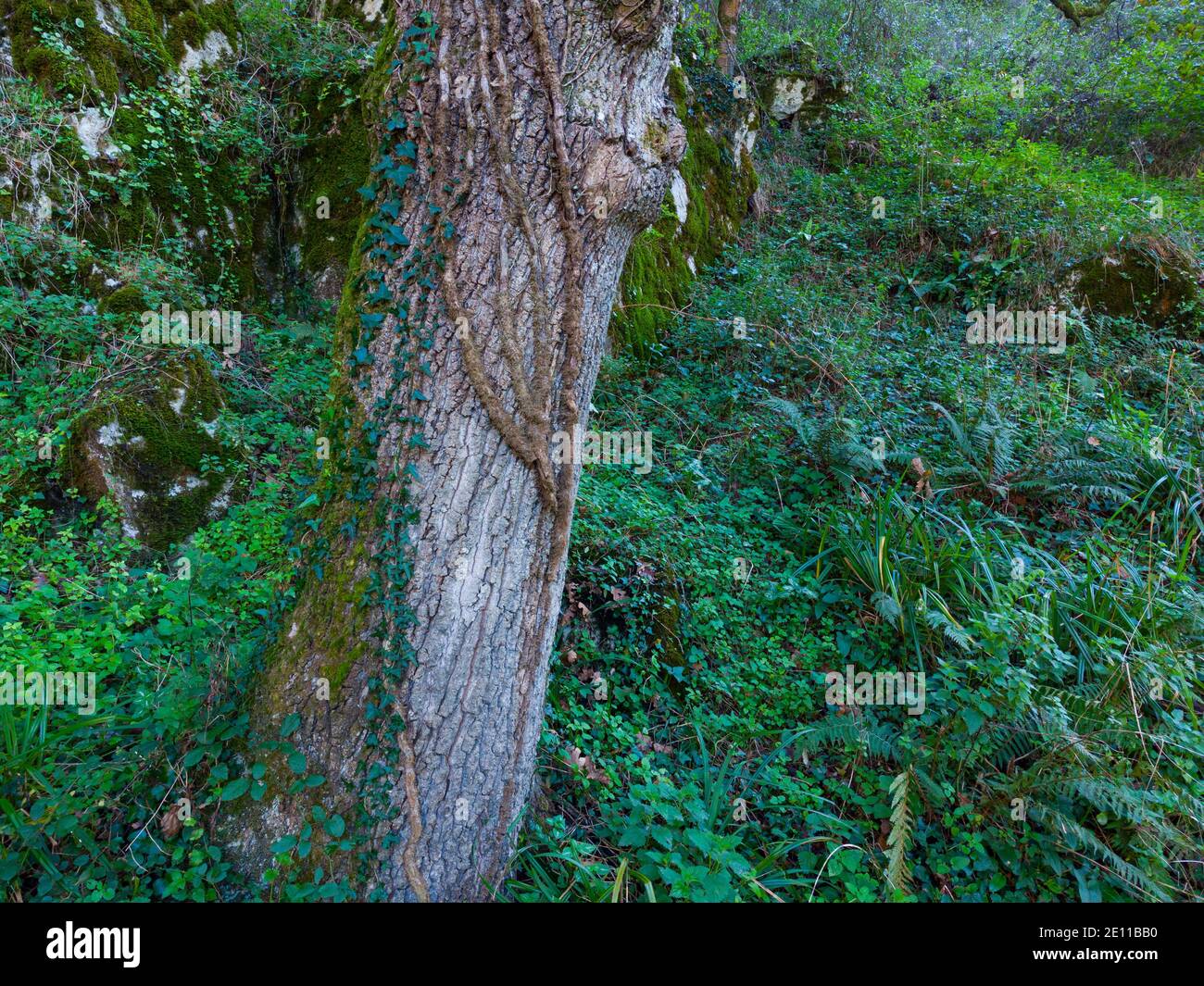Cantabria oak forest spain hi-res stock photography and images - Alamy