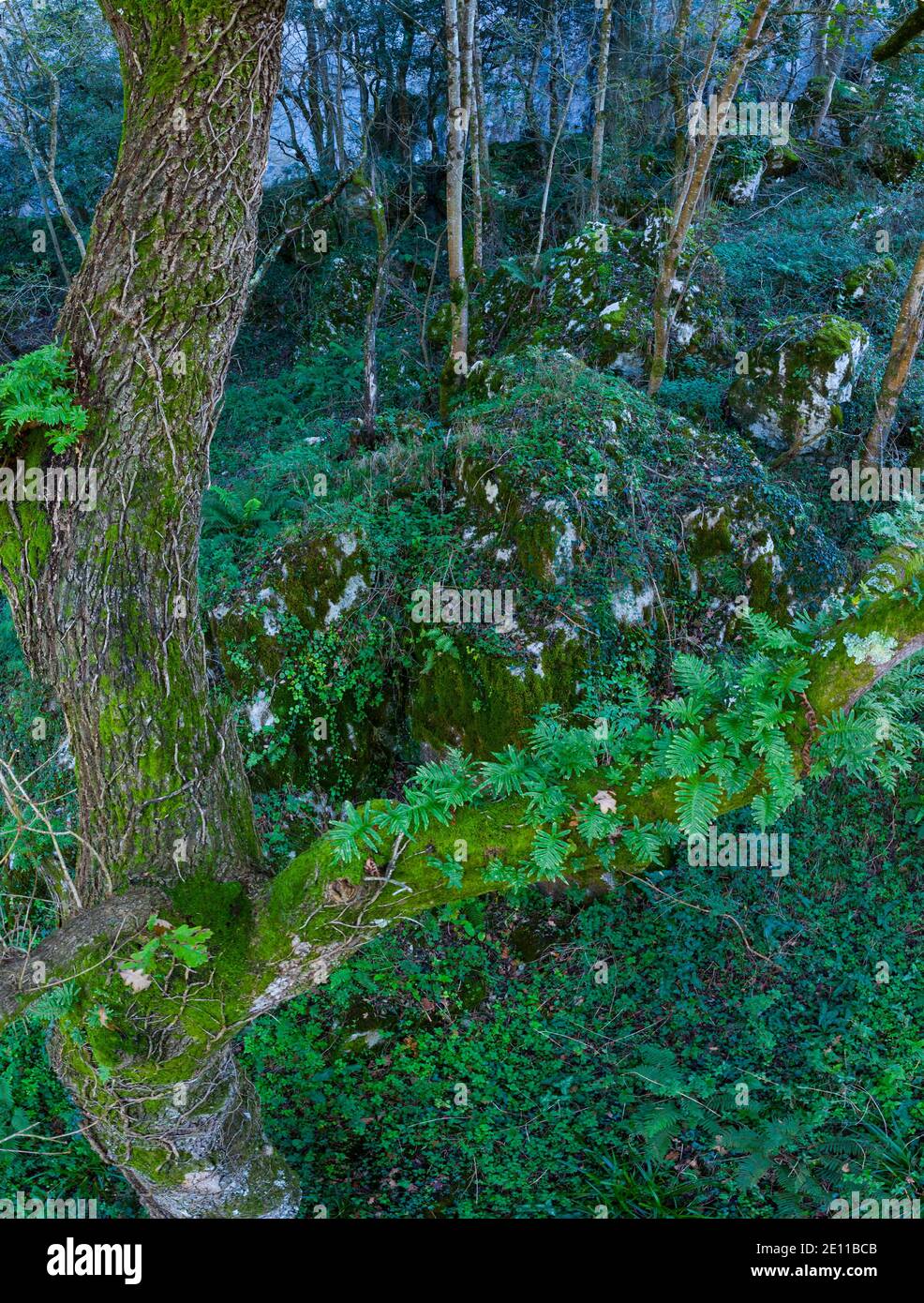 Cantabria oak forest spain hi-res stock photography and images - Alamy