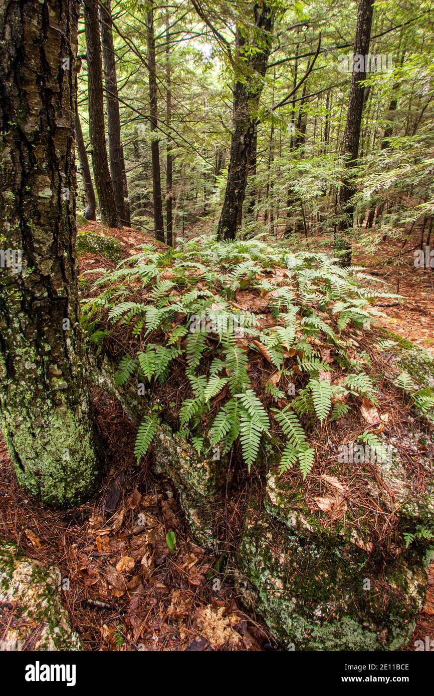 Tully reservation hi-res stock photography and images - Alamy