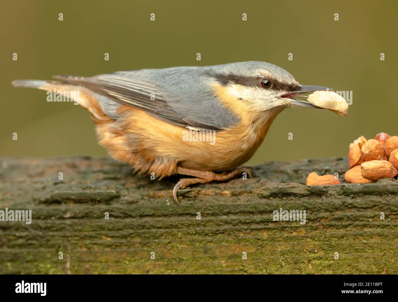 Nuthatch, Scientific name: Sitta europaea. Close up of a European ...