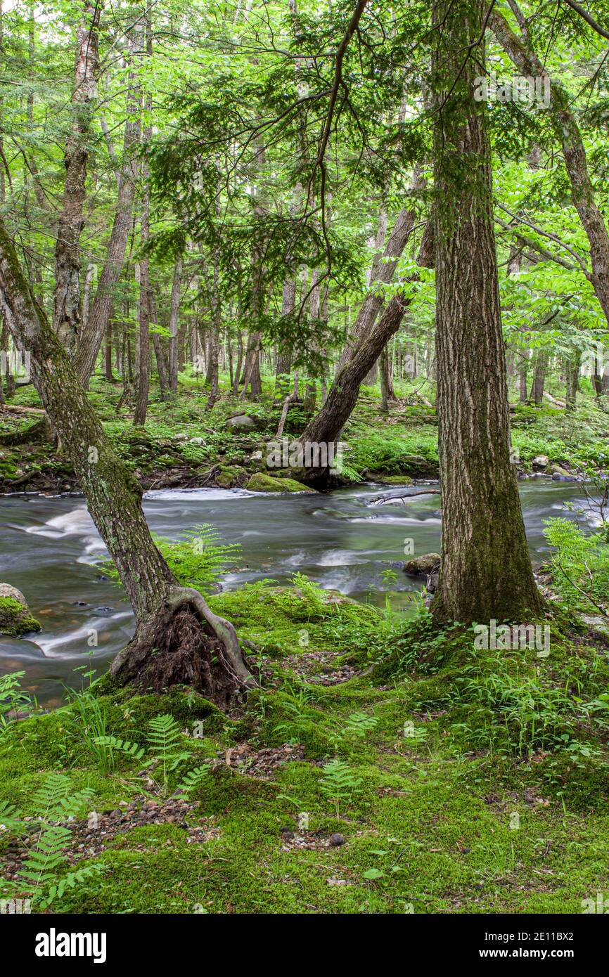 Lawrence lake hi-res stock photography and images - Alamy