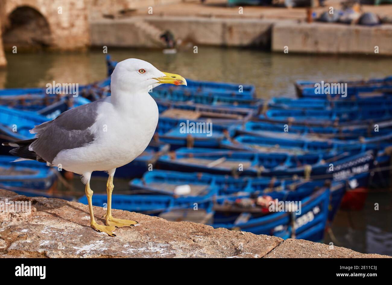 Sea-gull guard the fortress of Essaouira, Morocco. Essaouira is a city in the western Moroccan ...
