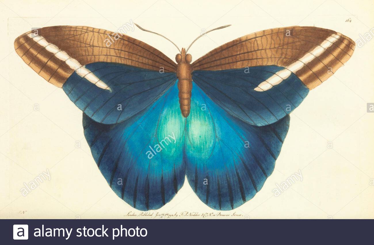 Idomeneus Giant Owl butterfly (Papilio idomeneus), vintage illustration ...