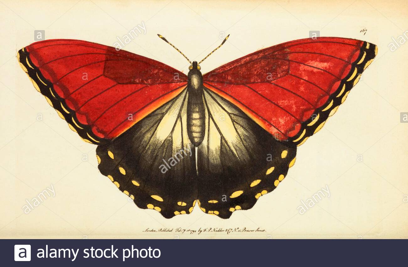 Sunset Morpho Butterfly (Morpho Hecuba), vintage illustration published ...