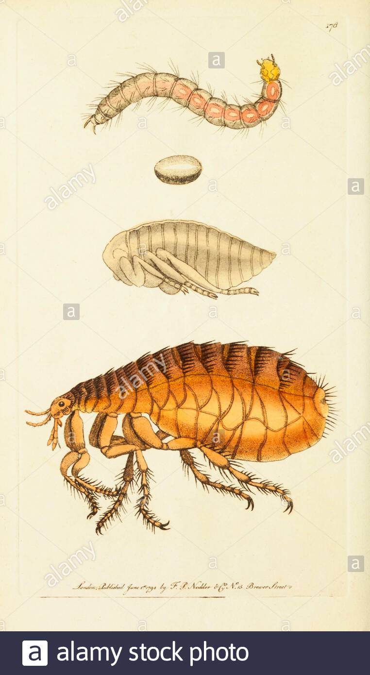 Pulex Irritans Bites