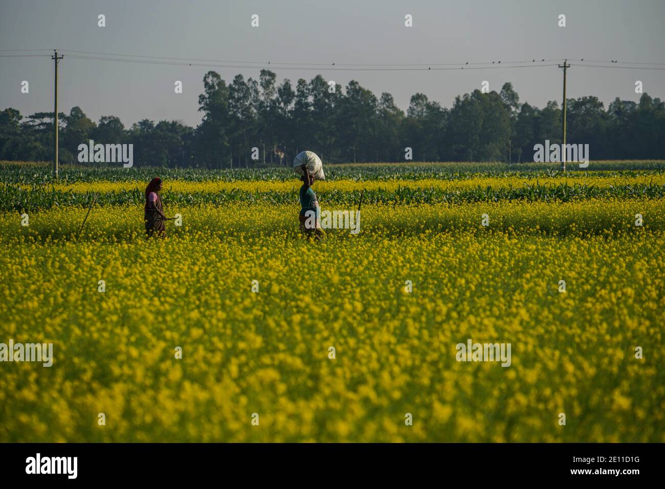 Dhaka, Dhaka, Bangladesh. 3rd Jan, 2021. Men and women walk through ...