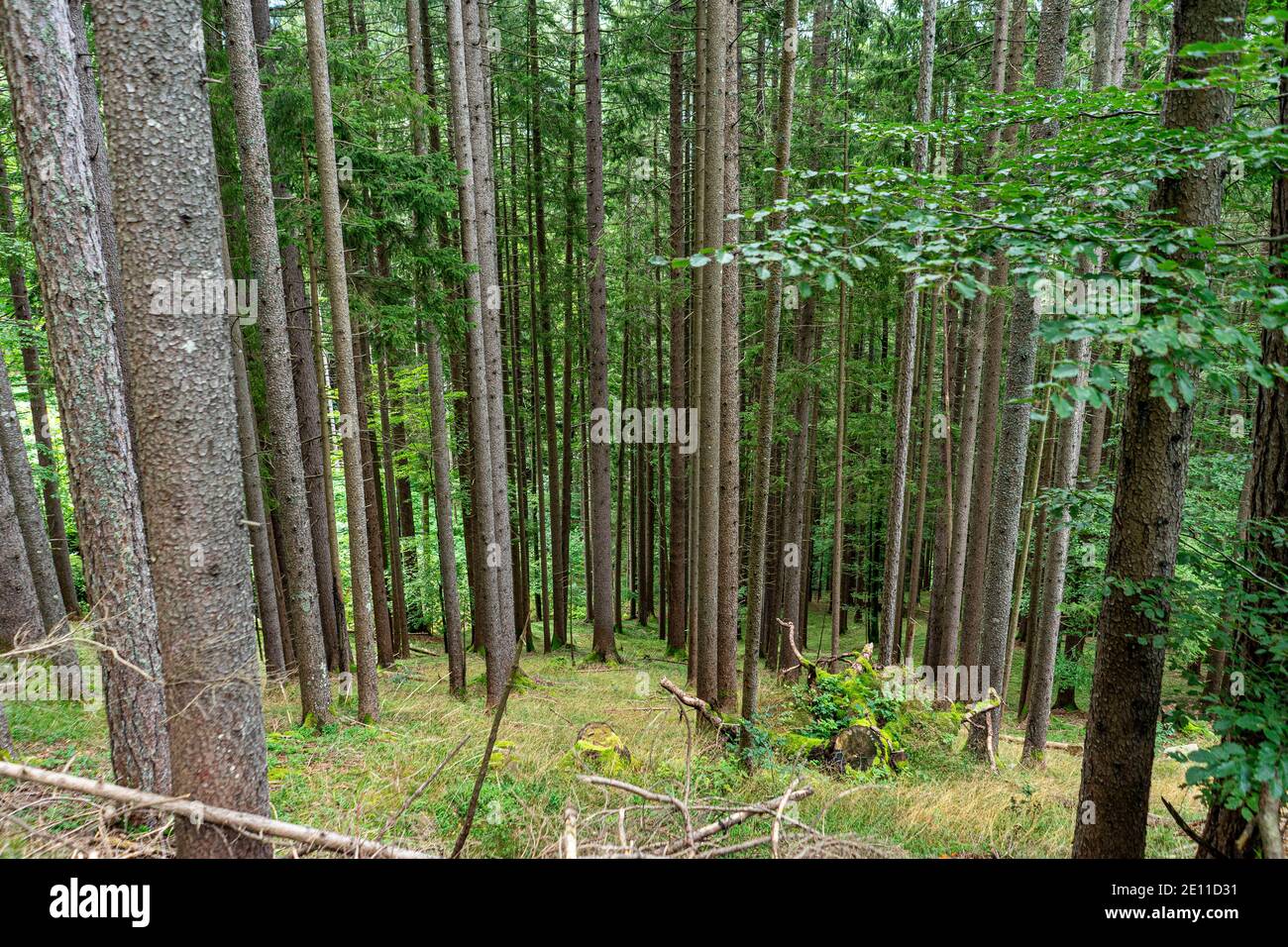 Beautiful spruce tree forest Stock Photo - Alamy