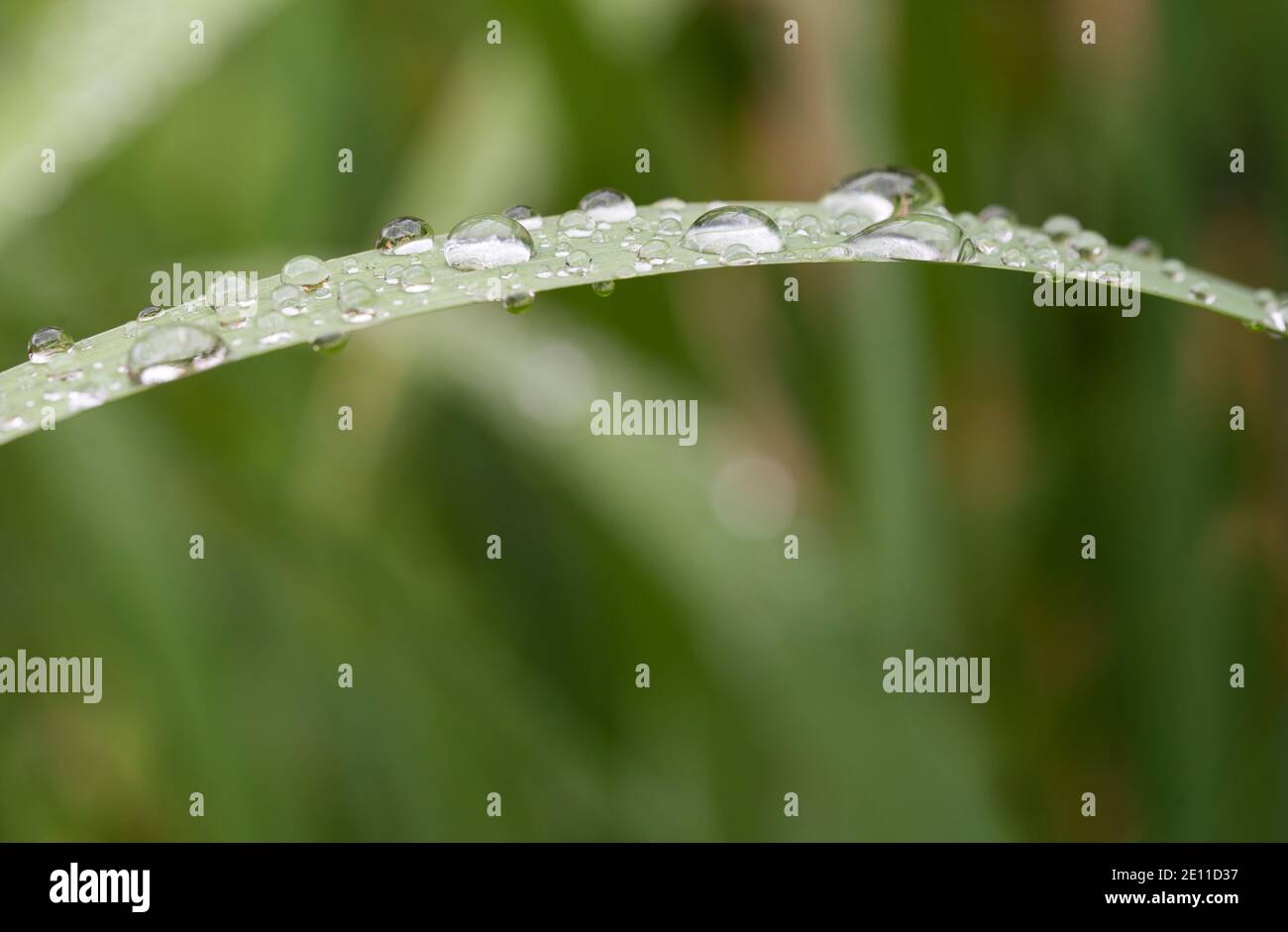 Beads of water on on a reed blade Stock Photo - Alamy