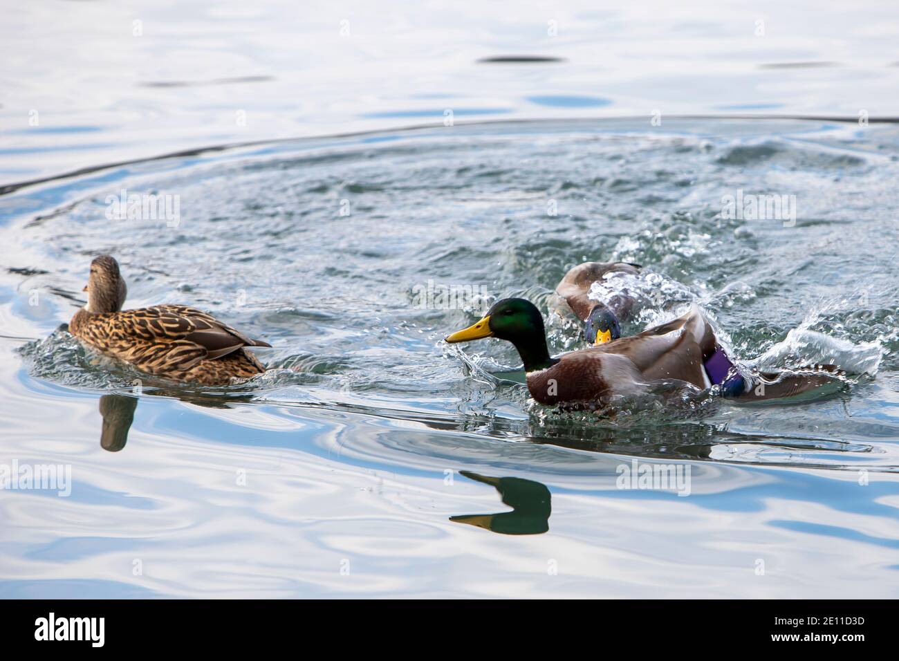 mallard ducks fighting in a lake for a female duck Stock Photo - Alamy