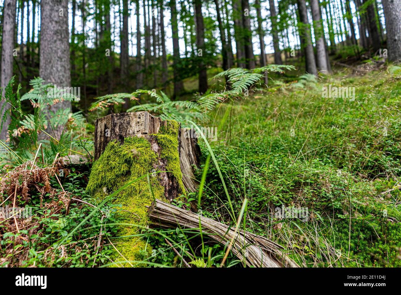 Beautiful spruce tree forest Stock Photo - Alamy
