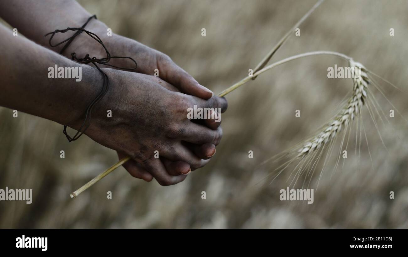 Barley Bound Bread Cereal Chain Concept Conceptual Dirty Famine Farm ...