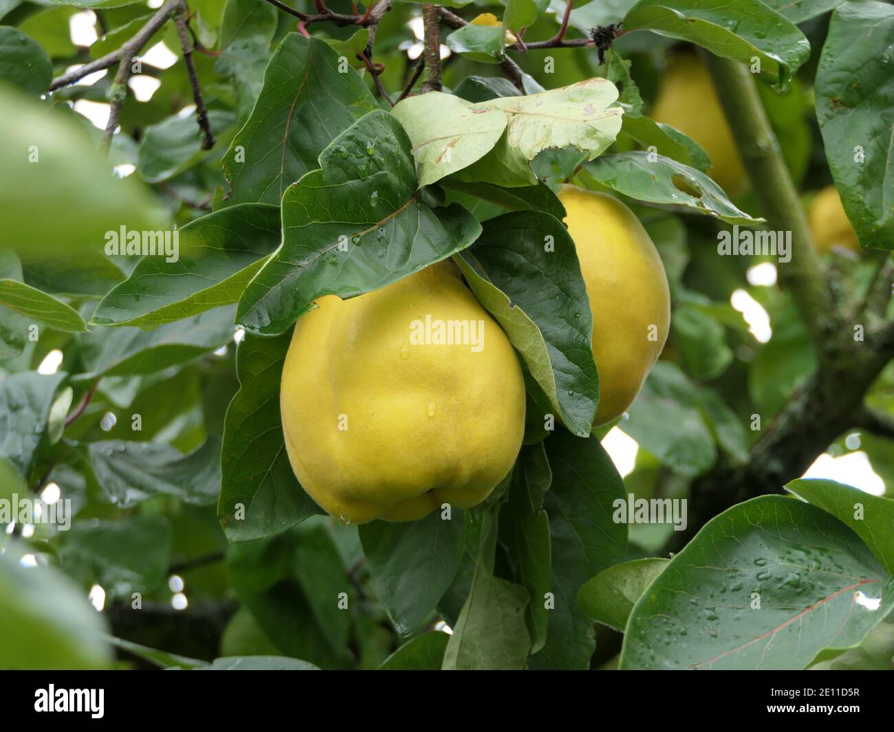 Quince Tree With Ripe Quinces Stock Photo - Alamy