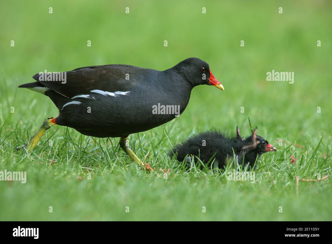 Common moorhen nesting hi-res stock photography and images - Alamy