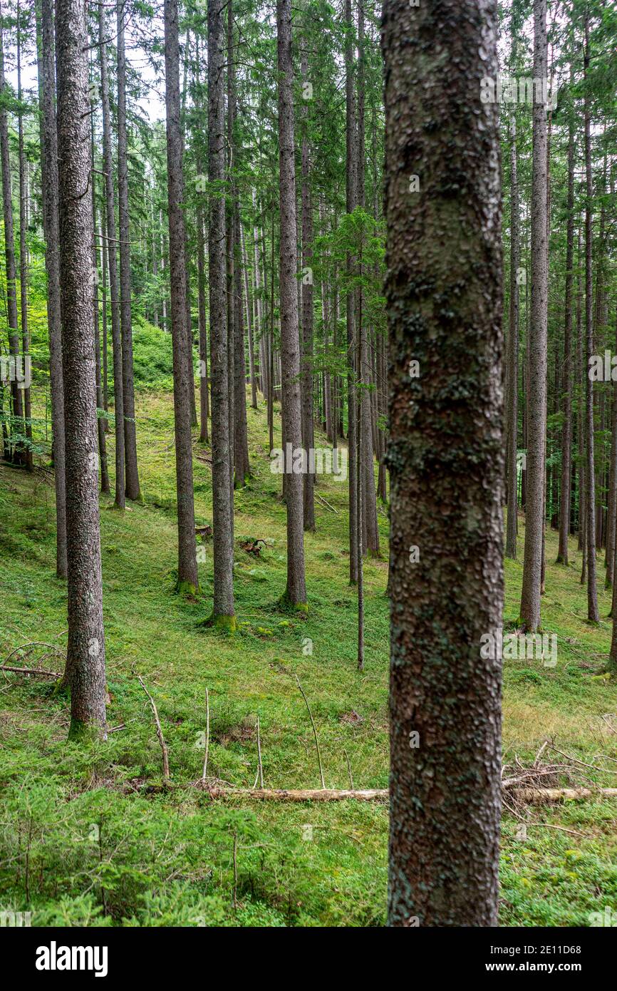 Beautiful spruce tree forest Stock Photo - Alamy