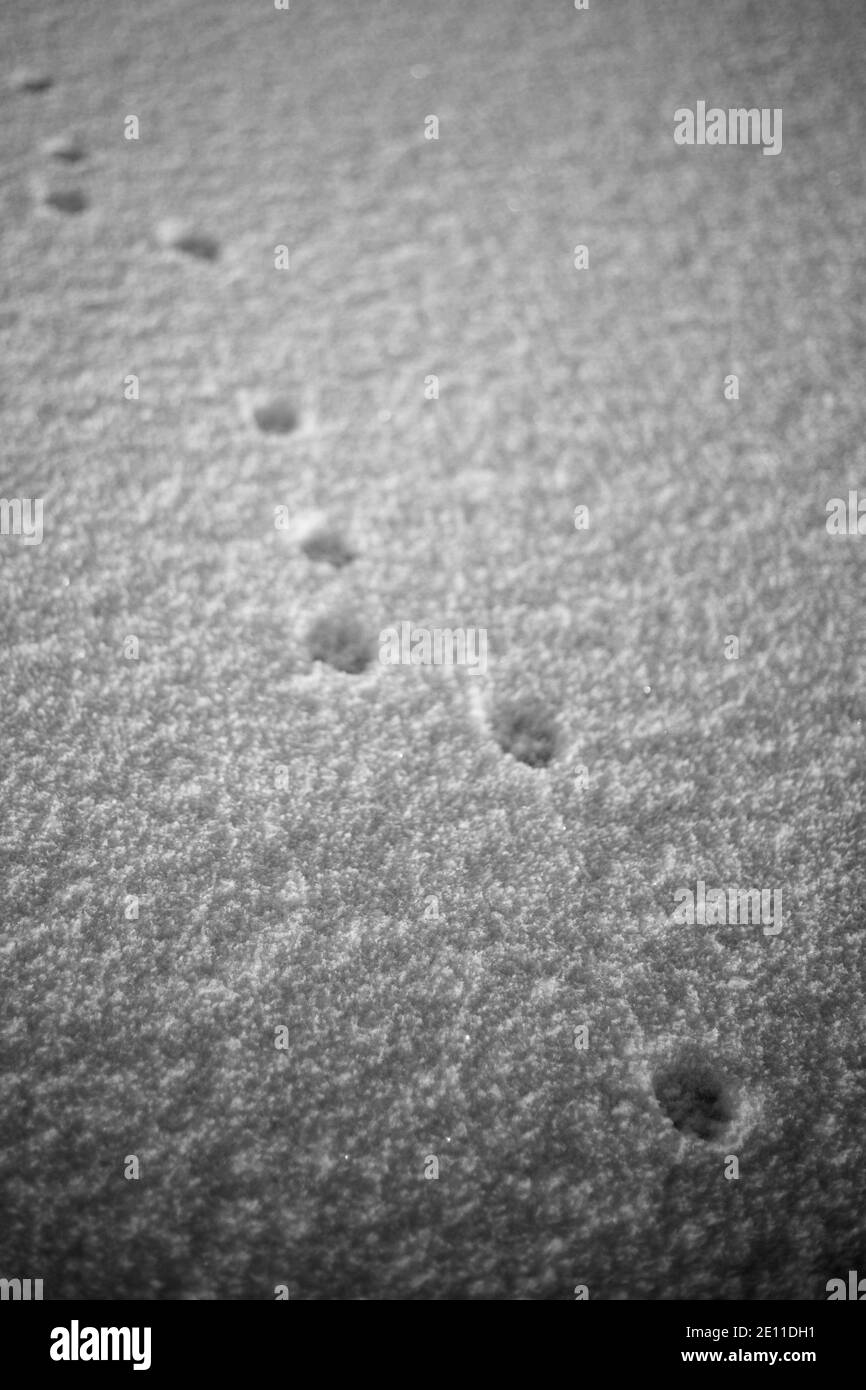 Fox footprints hi-res stock photography and images - Alamy