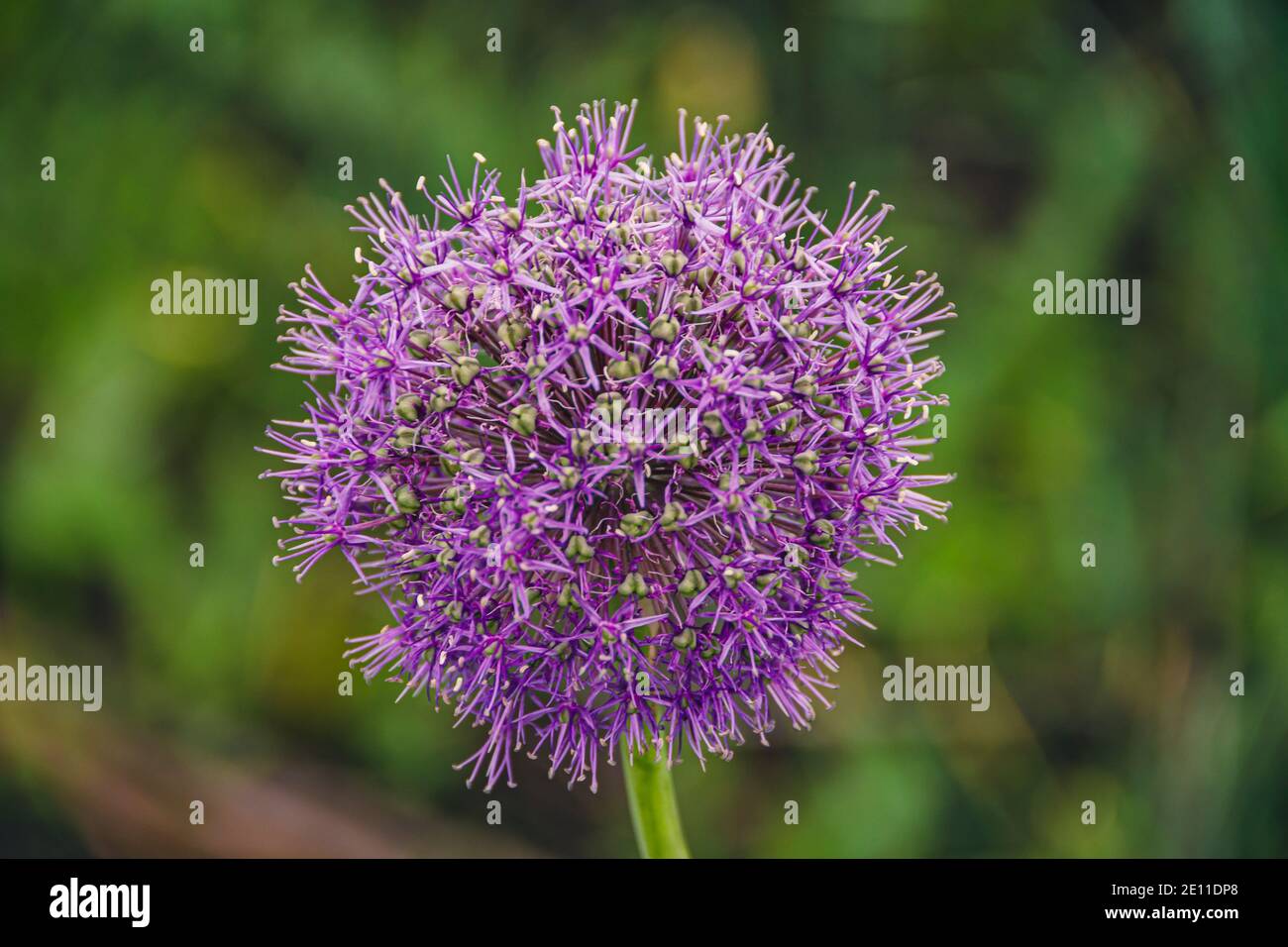 Ornamental onion allium purple leaf hi-res stock photography and images ...