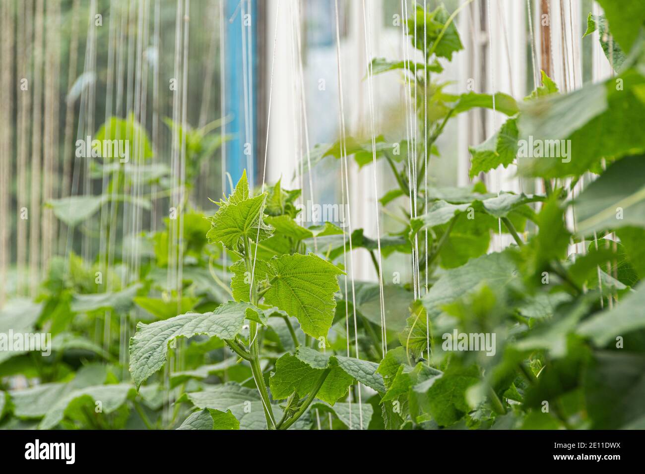 Green cucumber shoots with leaves in farmer greenhouse, young cucumber ...