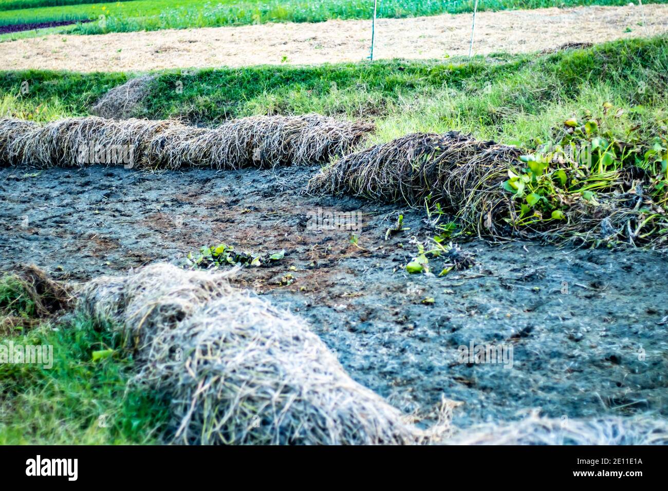 Cleaning wild grasses from the muddy land Stock Photo - Alamy