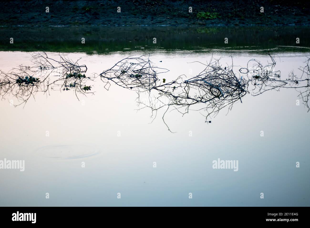 Aquaculture fish farming underwater hi-res stock photography and images ...