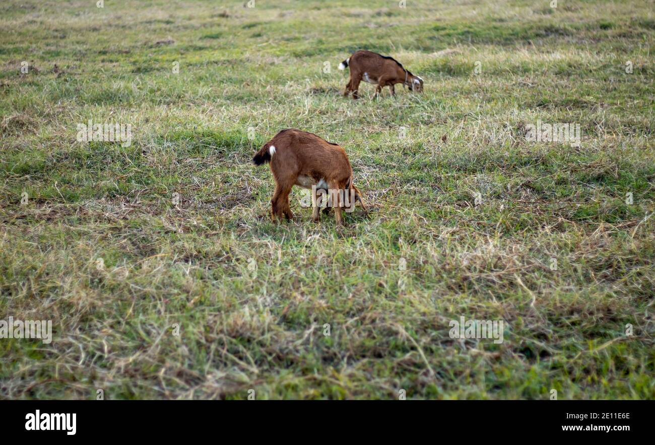 Female goats in a pasture hi-res stock photography and images - Alamy