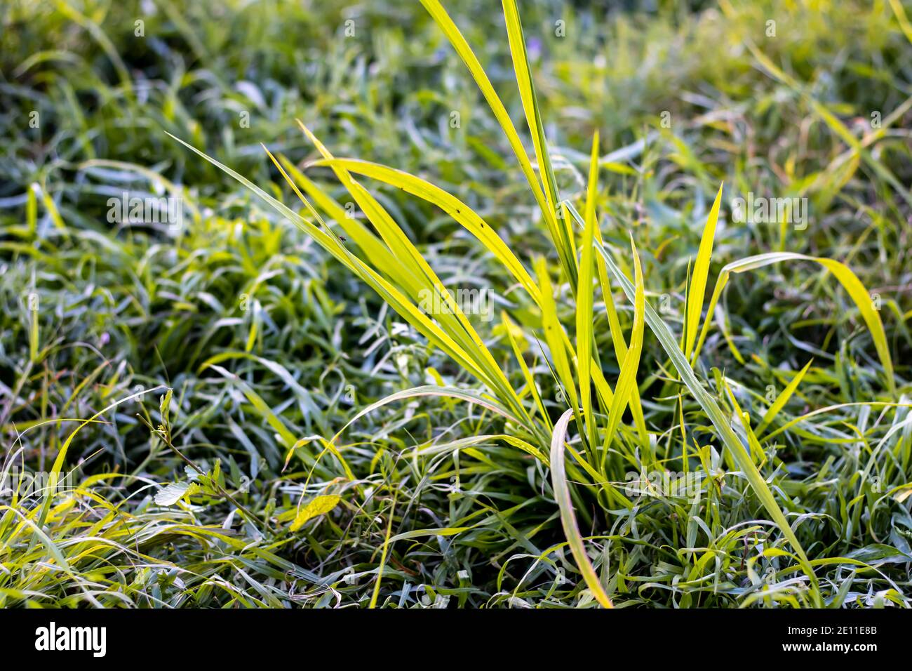 Green healthy grasses close up Stock Photo - Alamy