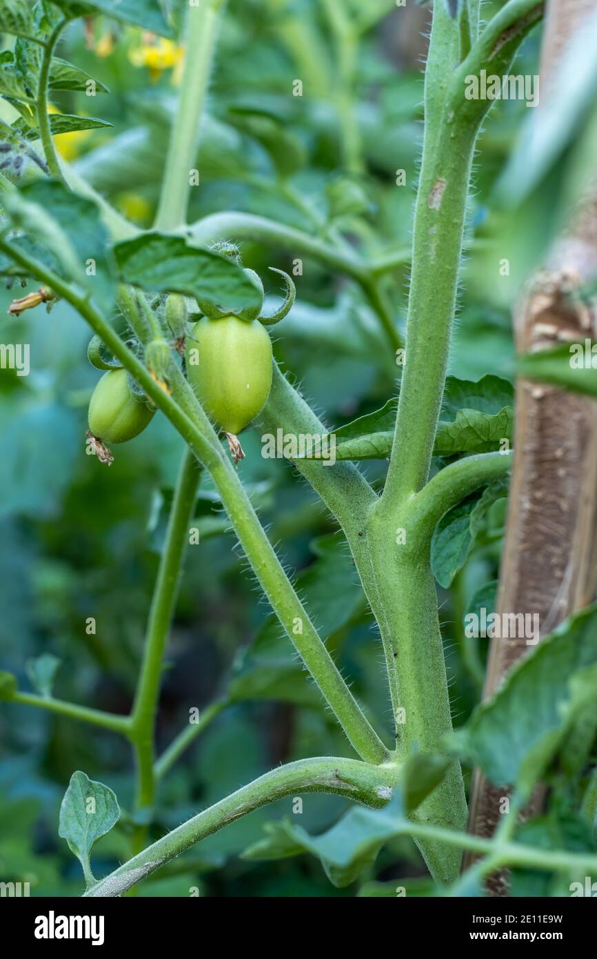 Green unripe raw tomatoes hanging on a branch inside of an agriculture ...