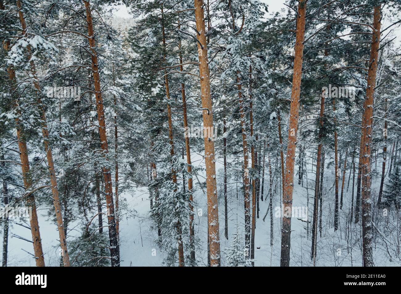 Tall pines hi-res stock photography and images - Alamy