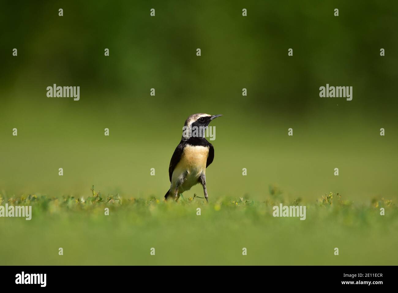 Northern wheatear tail hi-res stock photography and images - Alamy