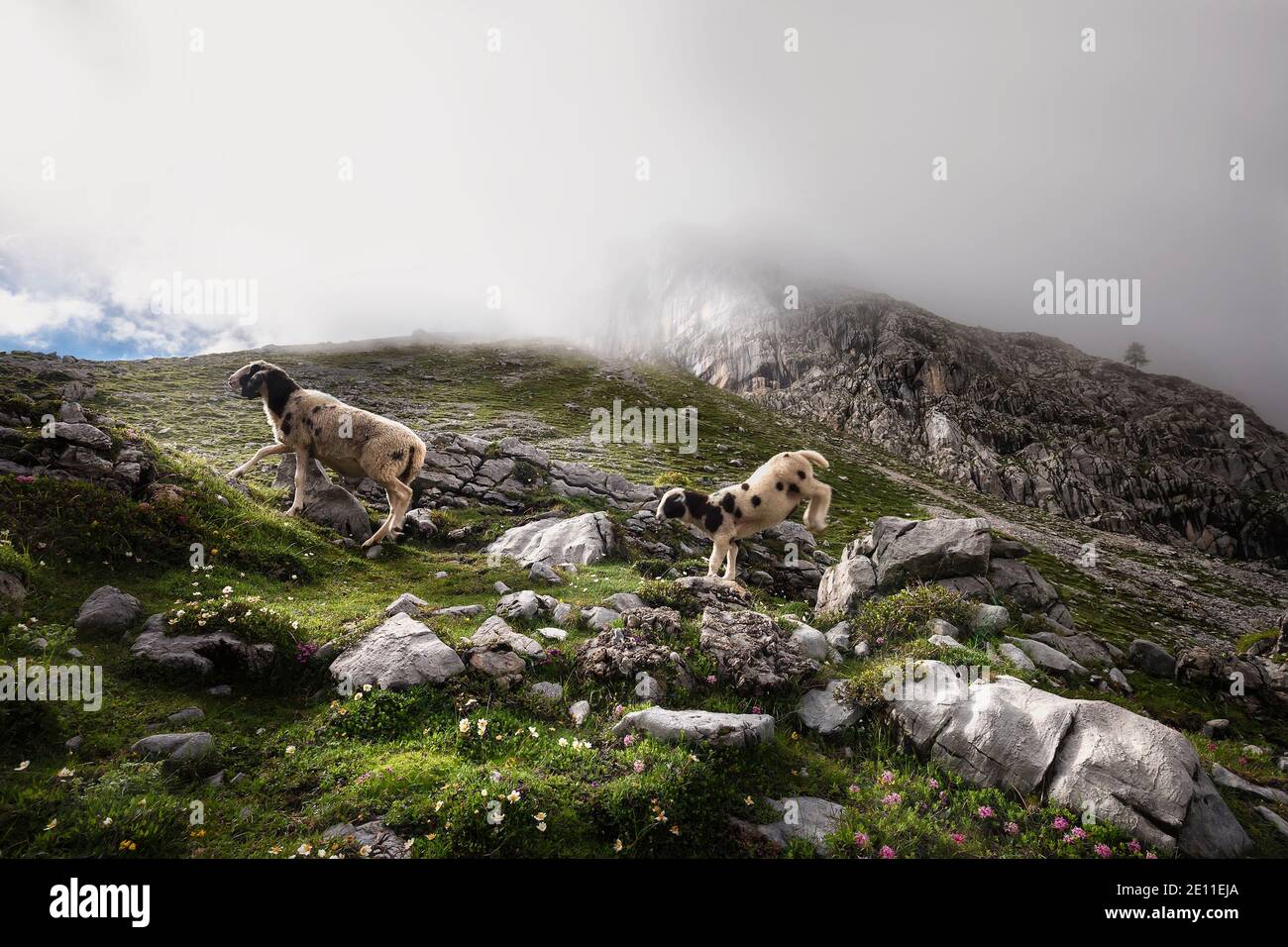 Sheep jumping hi-res stock photography and images - Alamy