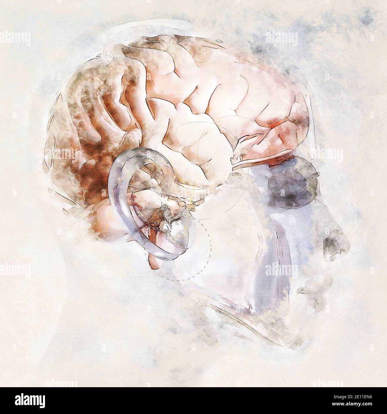 Digital Artistic Sketch Of A Human Brain Stock Photo - Alamy