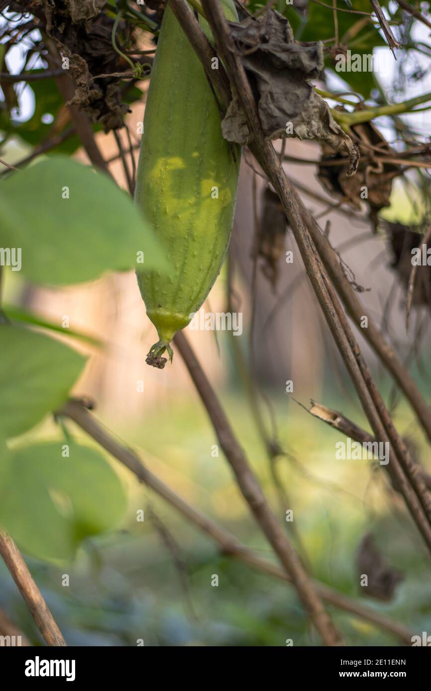 Dhundal hi-res stock photography and images - Alamy