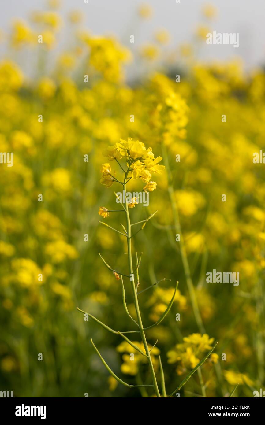 Mustard flowers close up background Stock Photo - Alamy