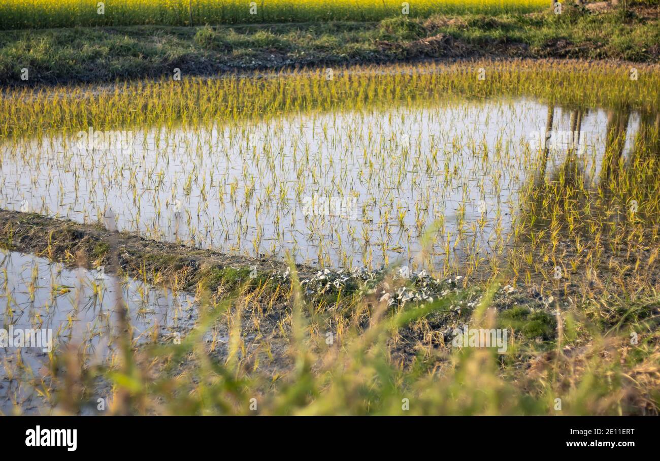 Newly planted rice field in the village Stock Photo - Alamy