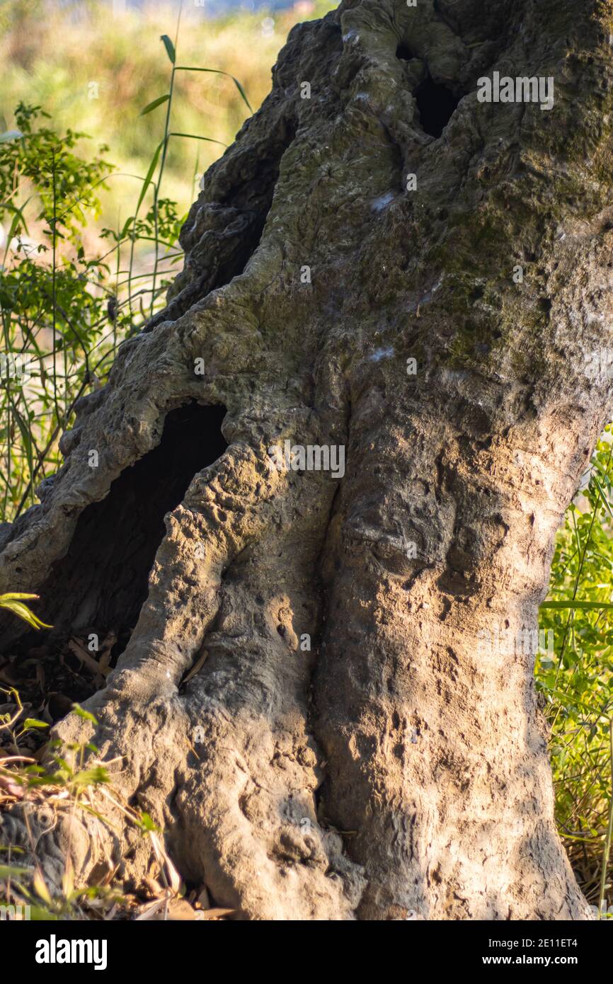 Old root or Base of an old tree close of in a forest Stock Photo - Alamy