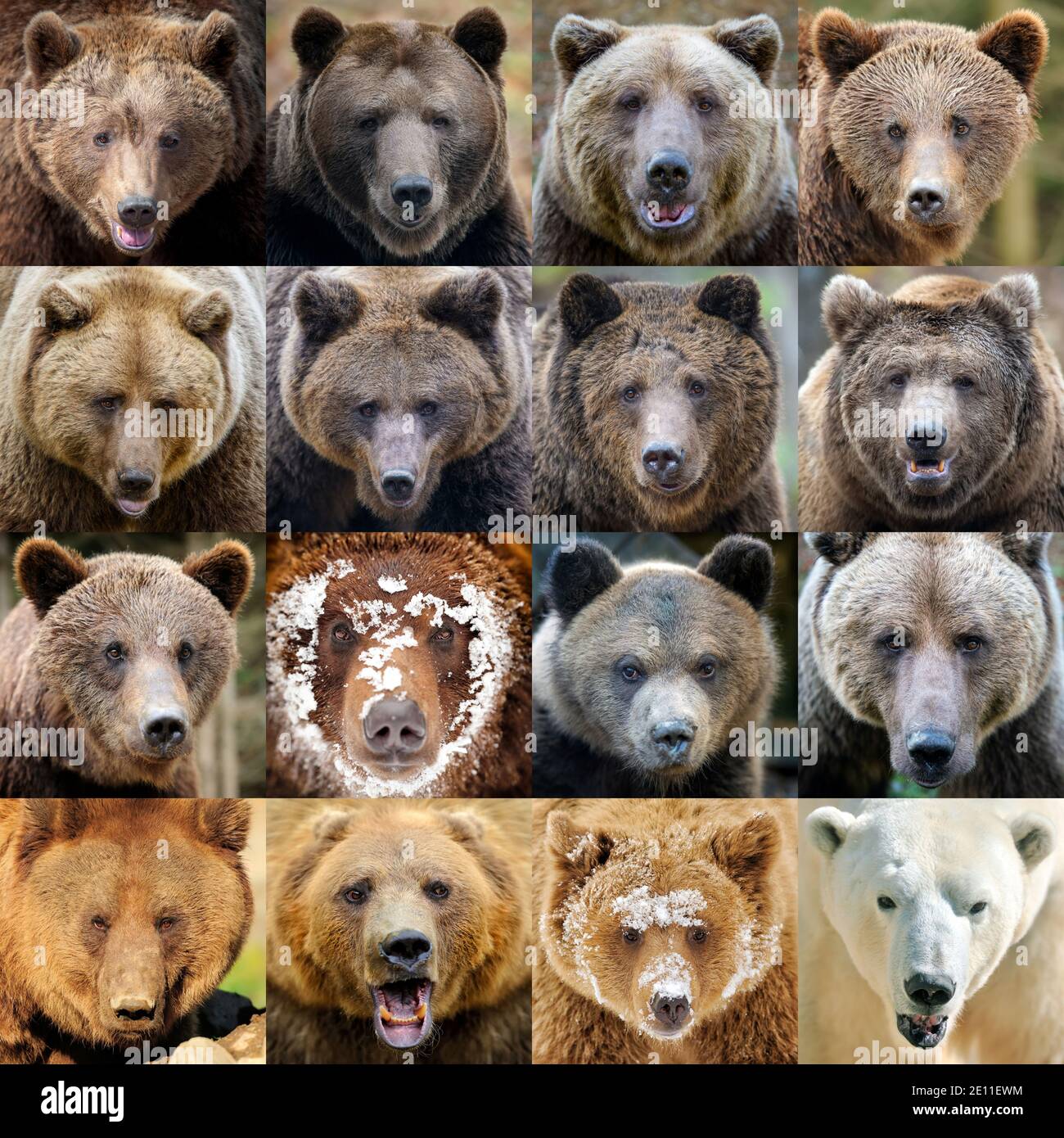 Close up collage of sixteen photos a Bear portrait Stock Photo - Alamy