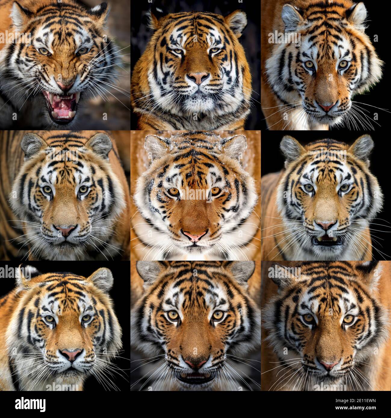 Close up collage of nine photos a Tiger portrait Stock Photo - Alamy