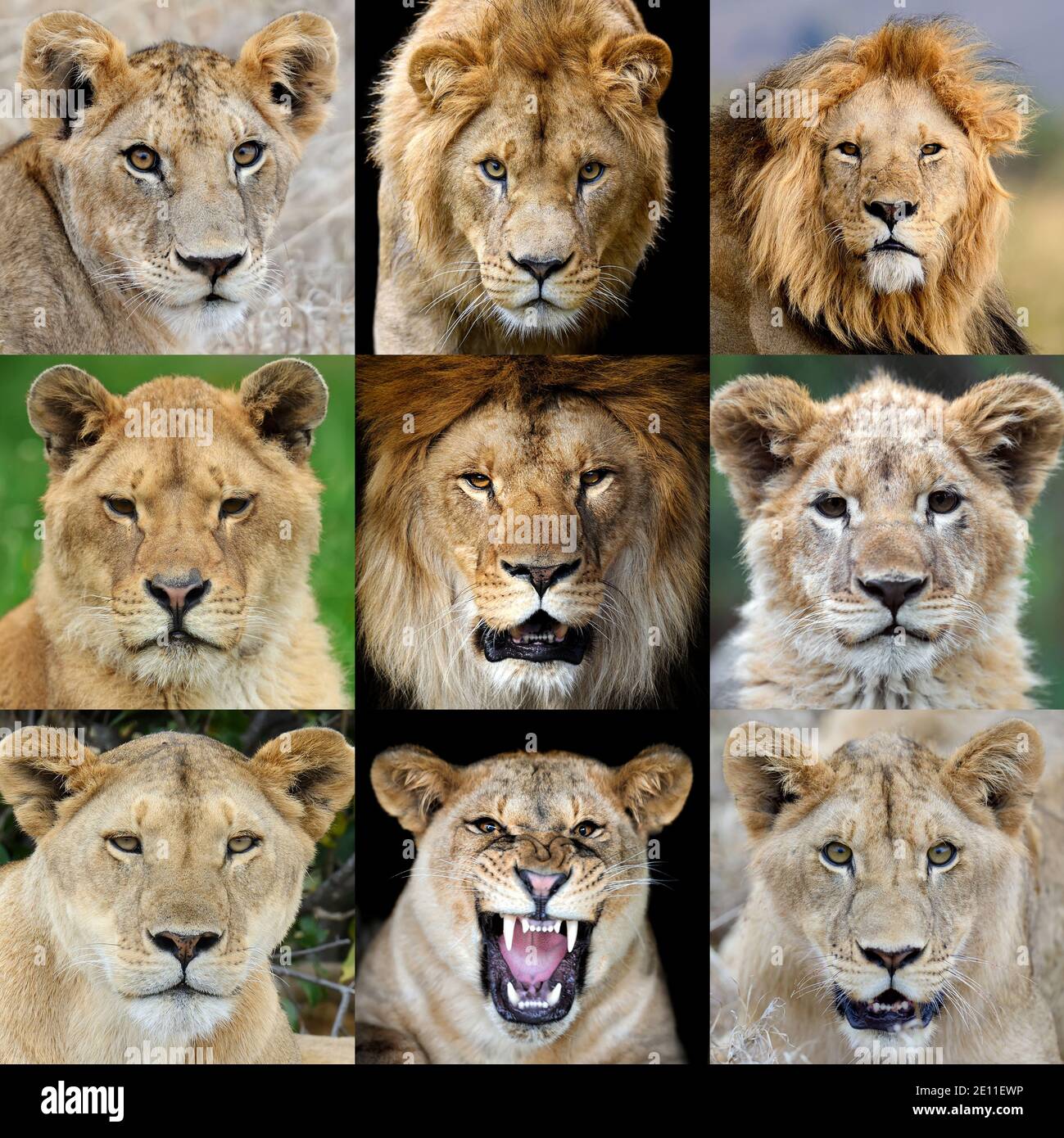Close up collage of nine photos a Lion portrait Stock Photo - Alamy