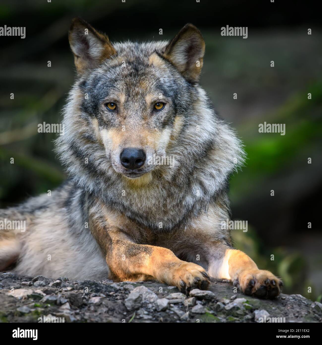 Gray wolf, Canis lupus, in the summer light, in the forest. Wolf in the ...