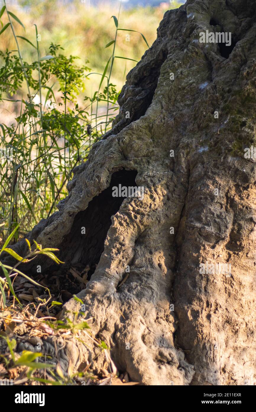 Base old tree close hi-res stock photography and images - Alamy