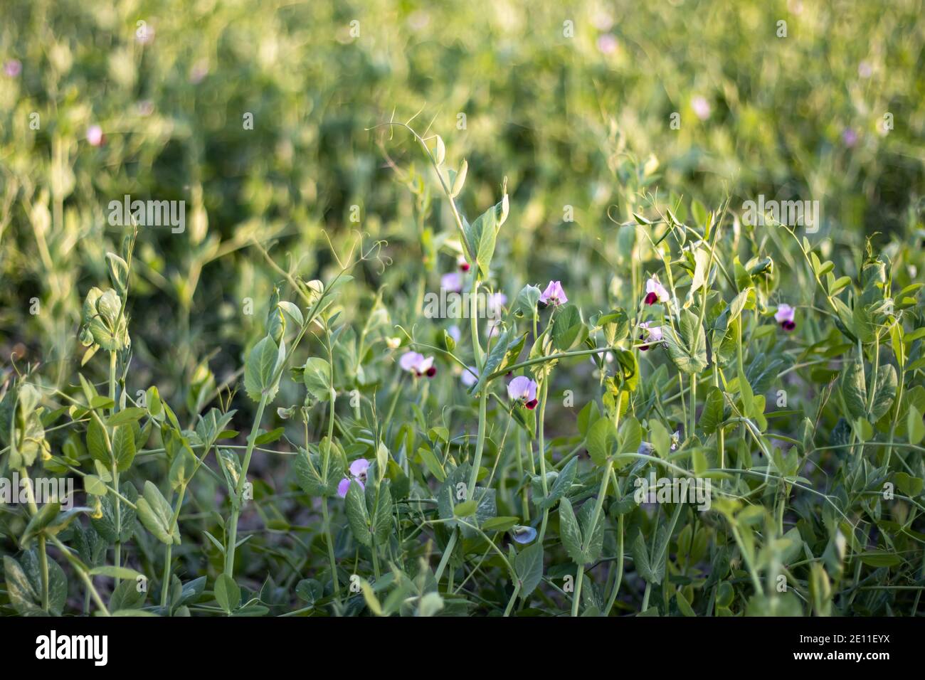 Pea plant bouquet in hi-res stock photography and images - Alamy