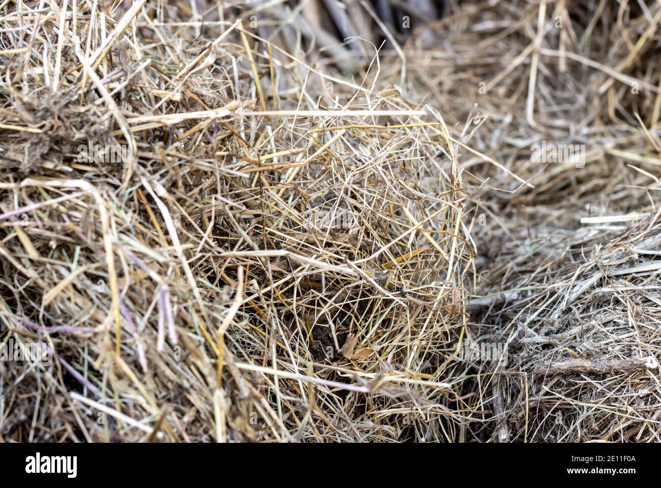 Scattered stalks of dry straw pile close up background Stock Photo - Alamy