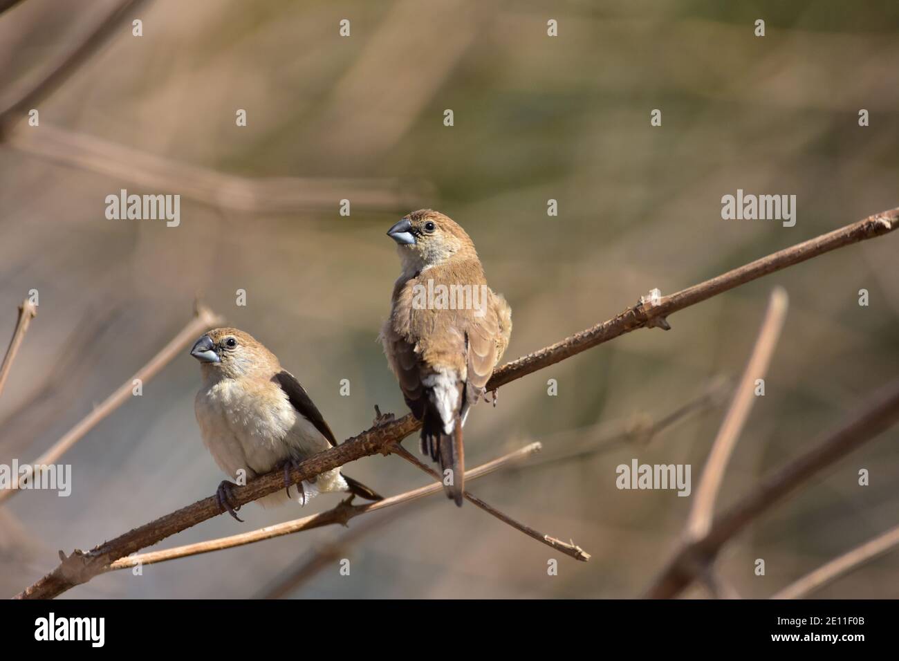 Bahrain national animal hi-res stock photography and images - Alamy
