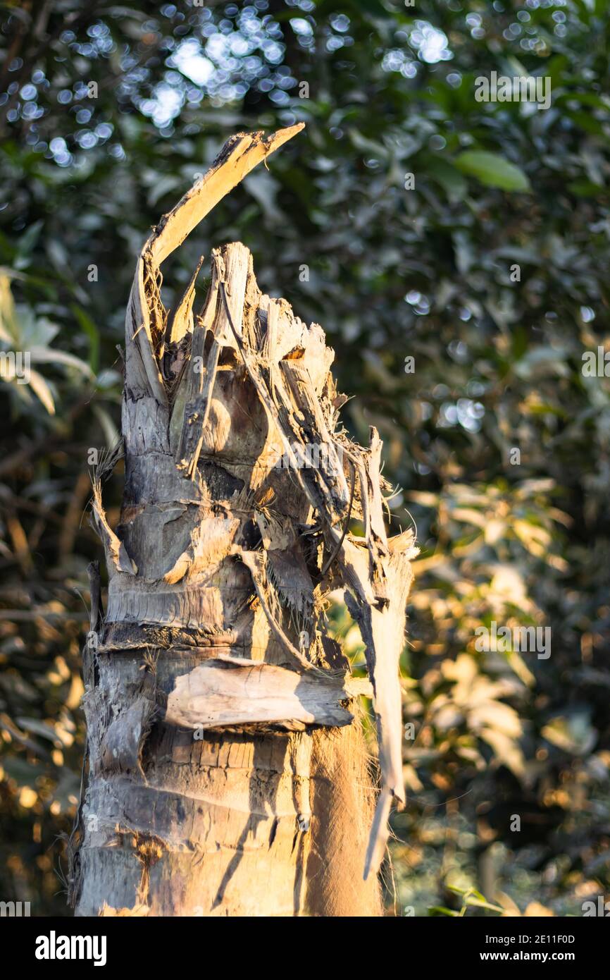 Headless skeleton hi-res stock photography and images - Alamy