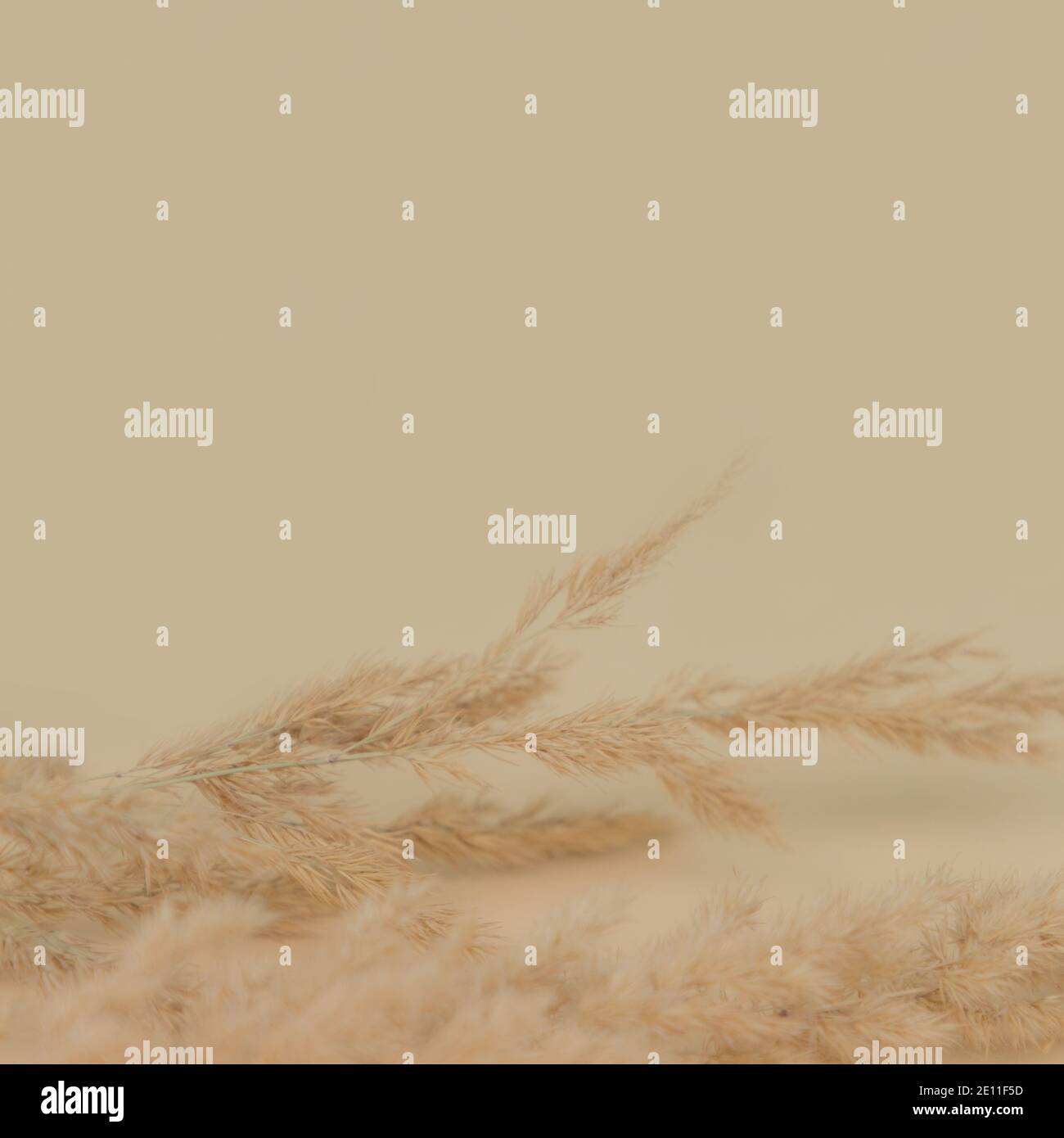Pampas grass texture hi-res stock photography and images - Alamy
