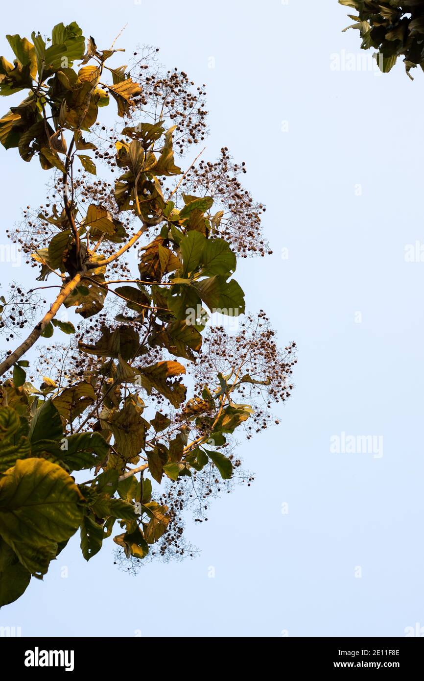 Teak tree flowers hi-res stock photography and images - Alamy