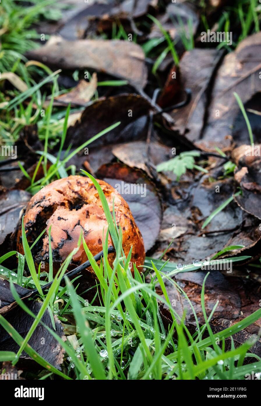 Rotten apple worm hi-res stock photography and images - Alamy