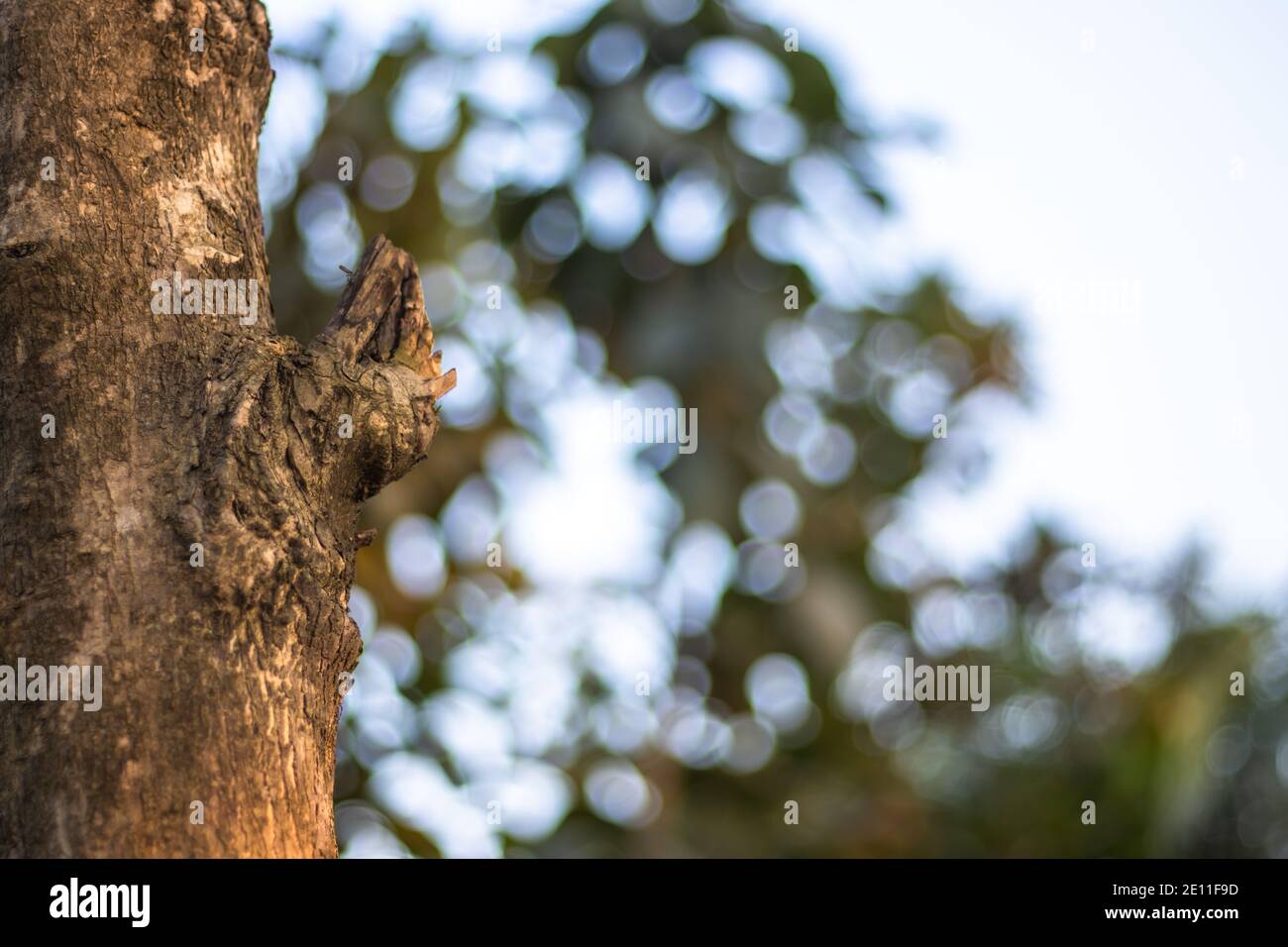 Celtic knot background pattern hi-res stock photography and images - Alamy