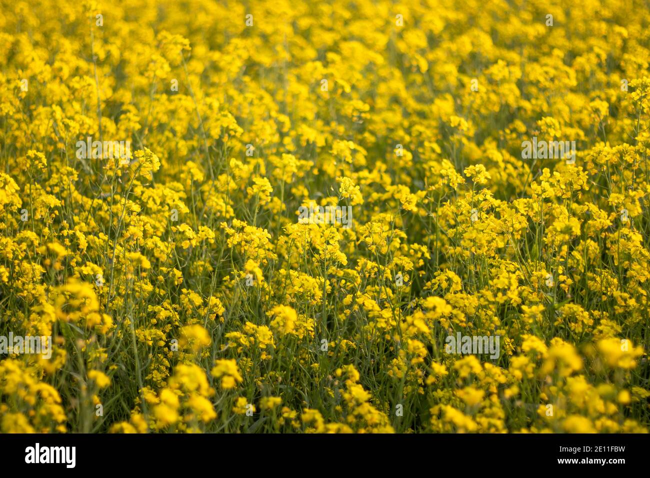 Yellow Mustard flower field close up shot Stock Photo - Alamy