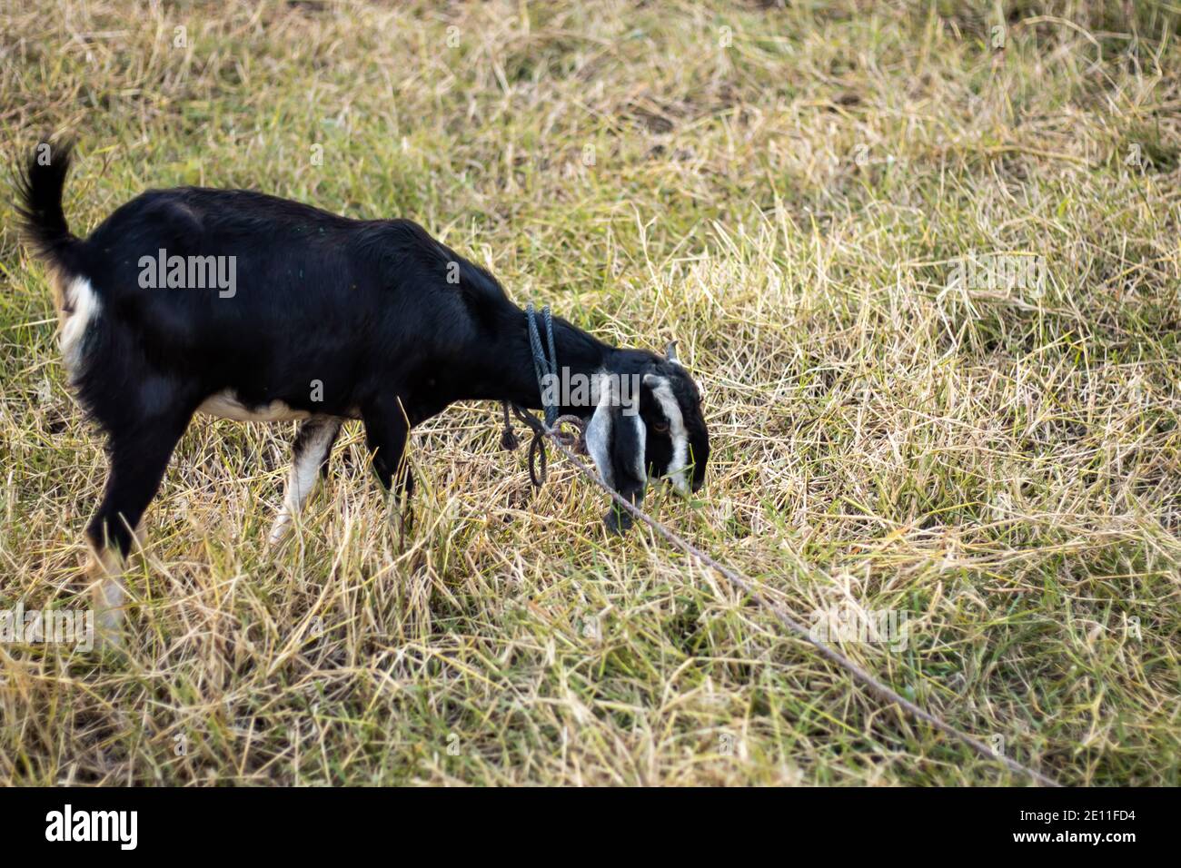 A black young goat eating grasses in a field Stock Photo - Alamy